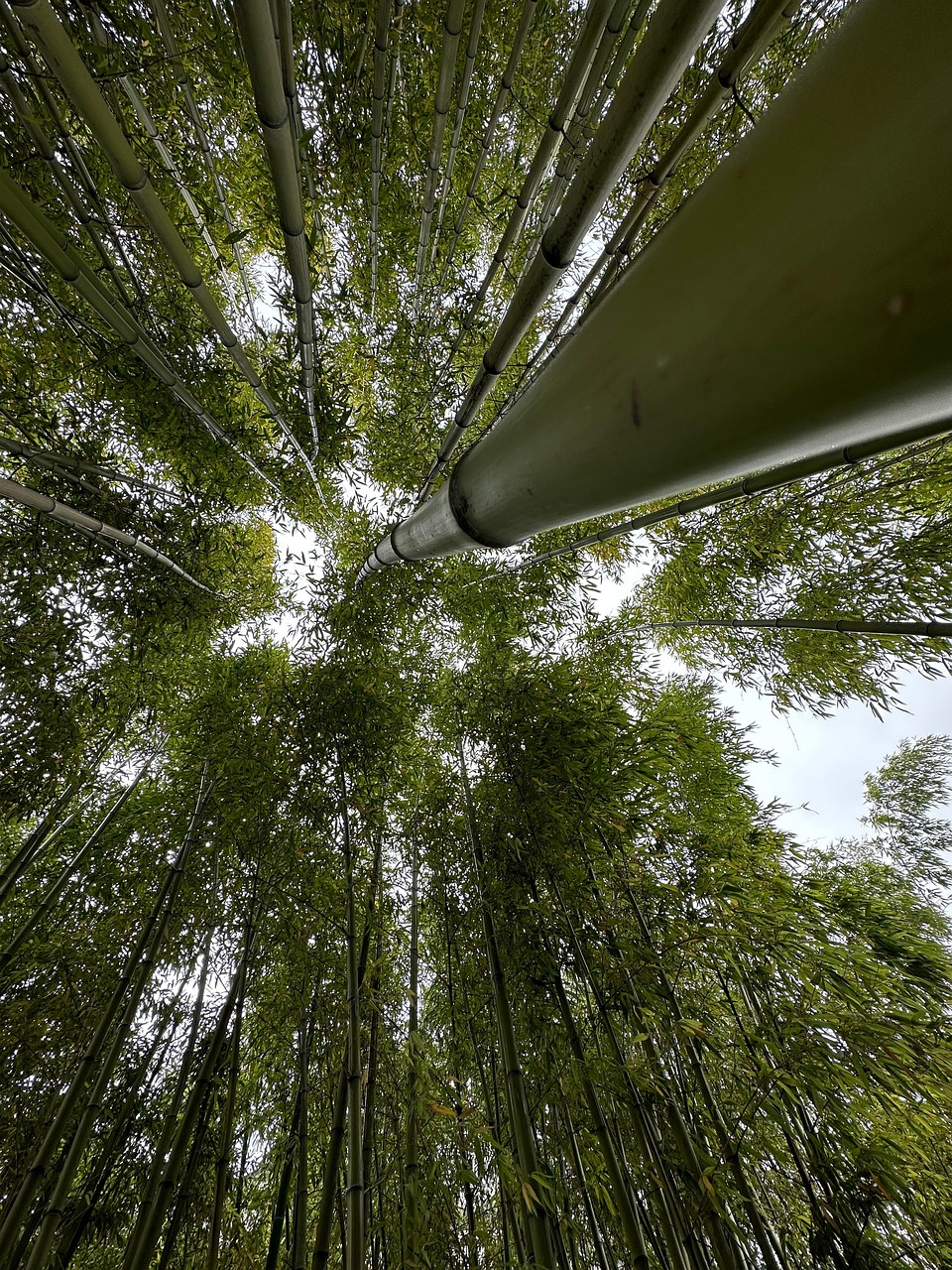 Bamboo Green Plant - Free photo on Pixabay - Pixabay