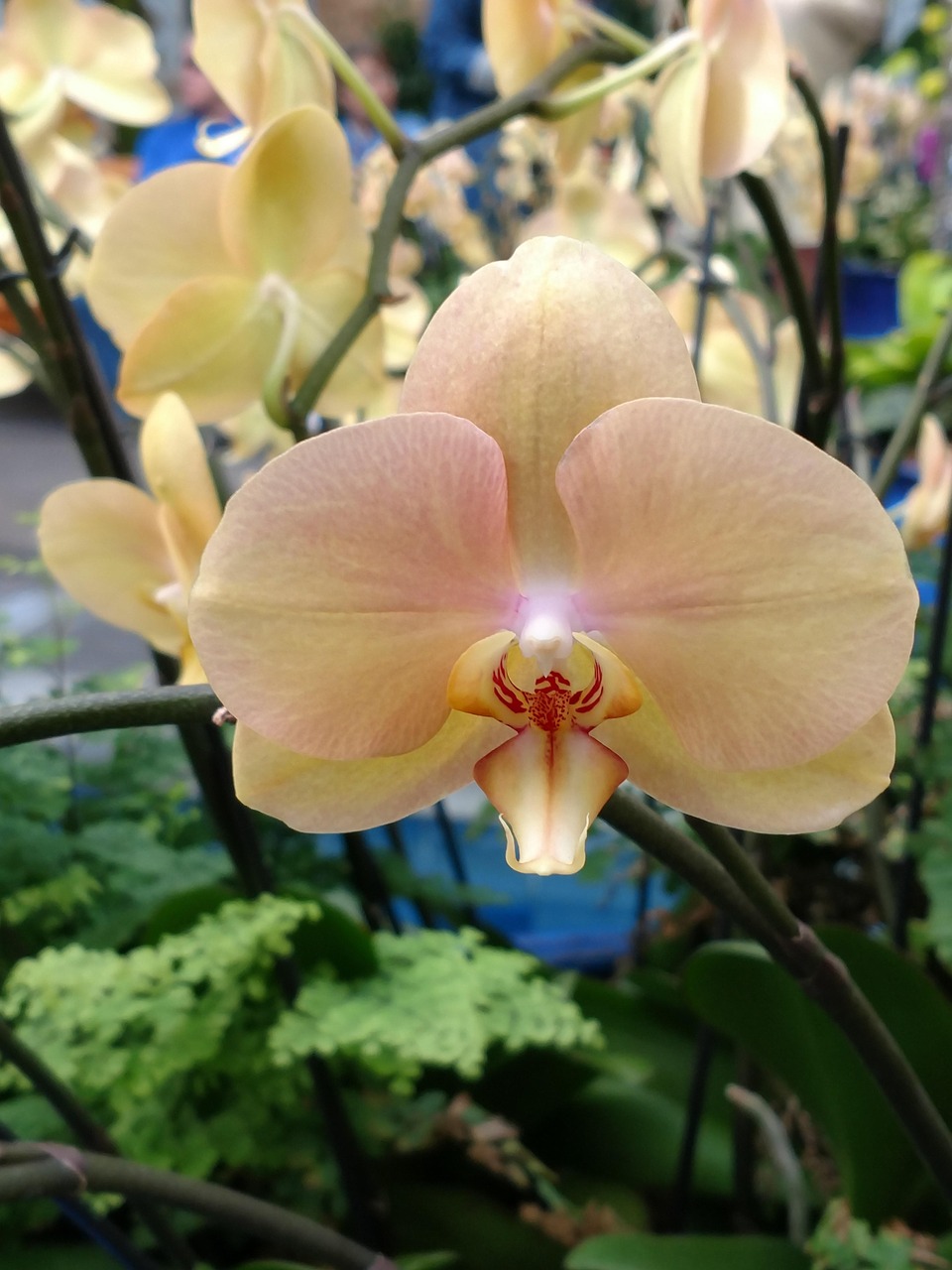 Orchidée Fleur Tropical - Photo gratuite sur Pixabay - Pixabay