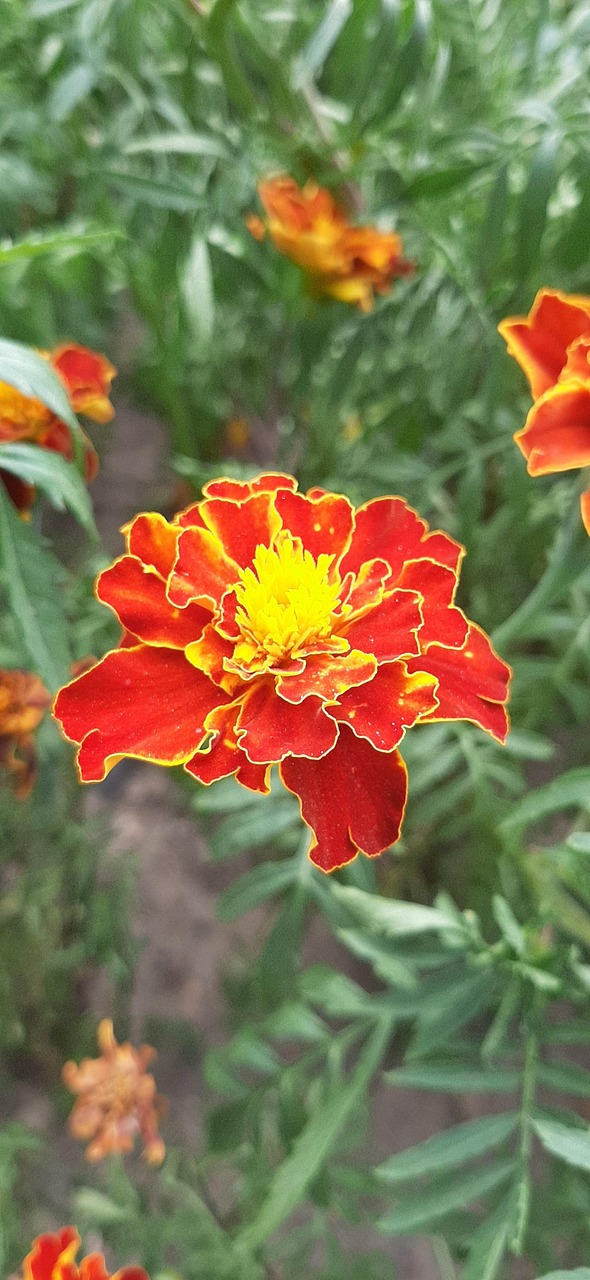 Maravilla Flor Roja Borde Amarillo - Foto gratis en Pixabay - Pixabay