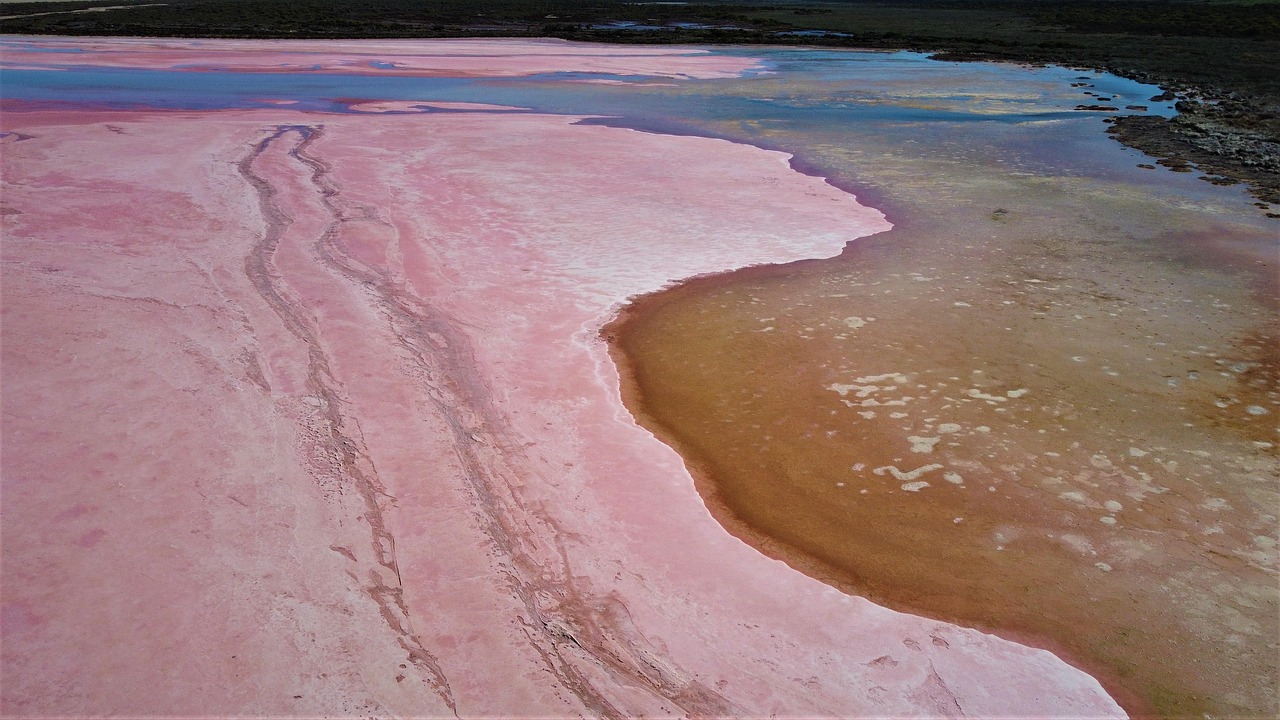 Rose Lac Salé - Photo gratuite sur Pixabay - Pixabay