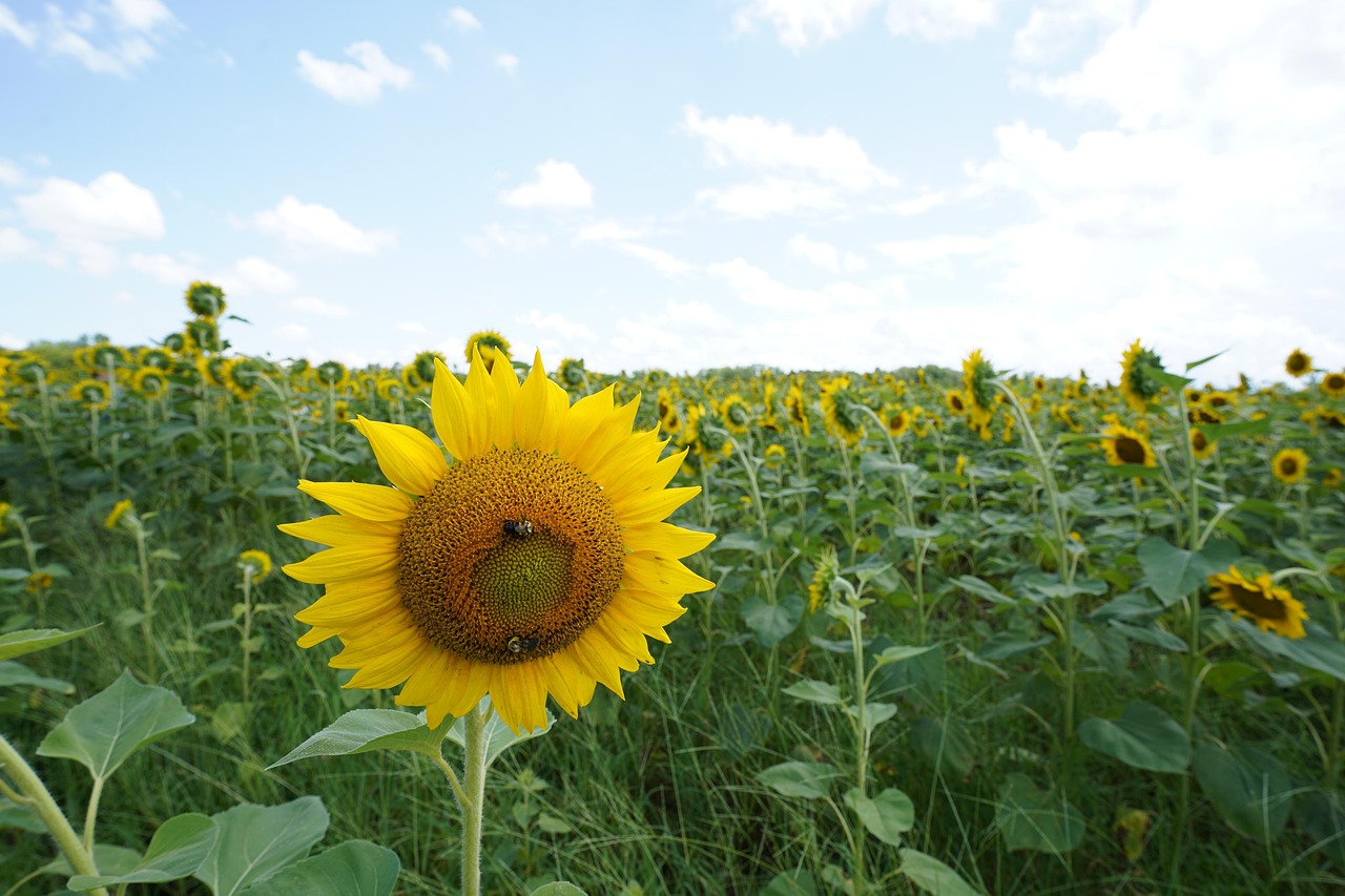 Sun Sunflower Field - Free photo on Pixabay - Pixabay