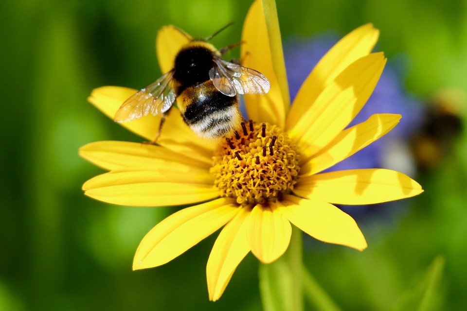 Kukka Kimalainen Hyönteinen - Ilmainen valokuva Pixabayssa - Pixabay