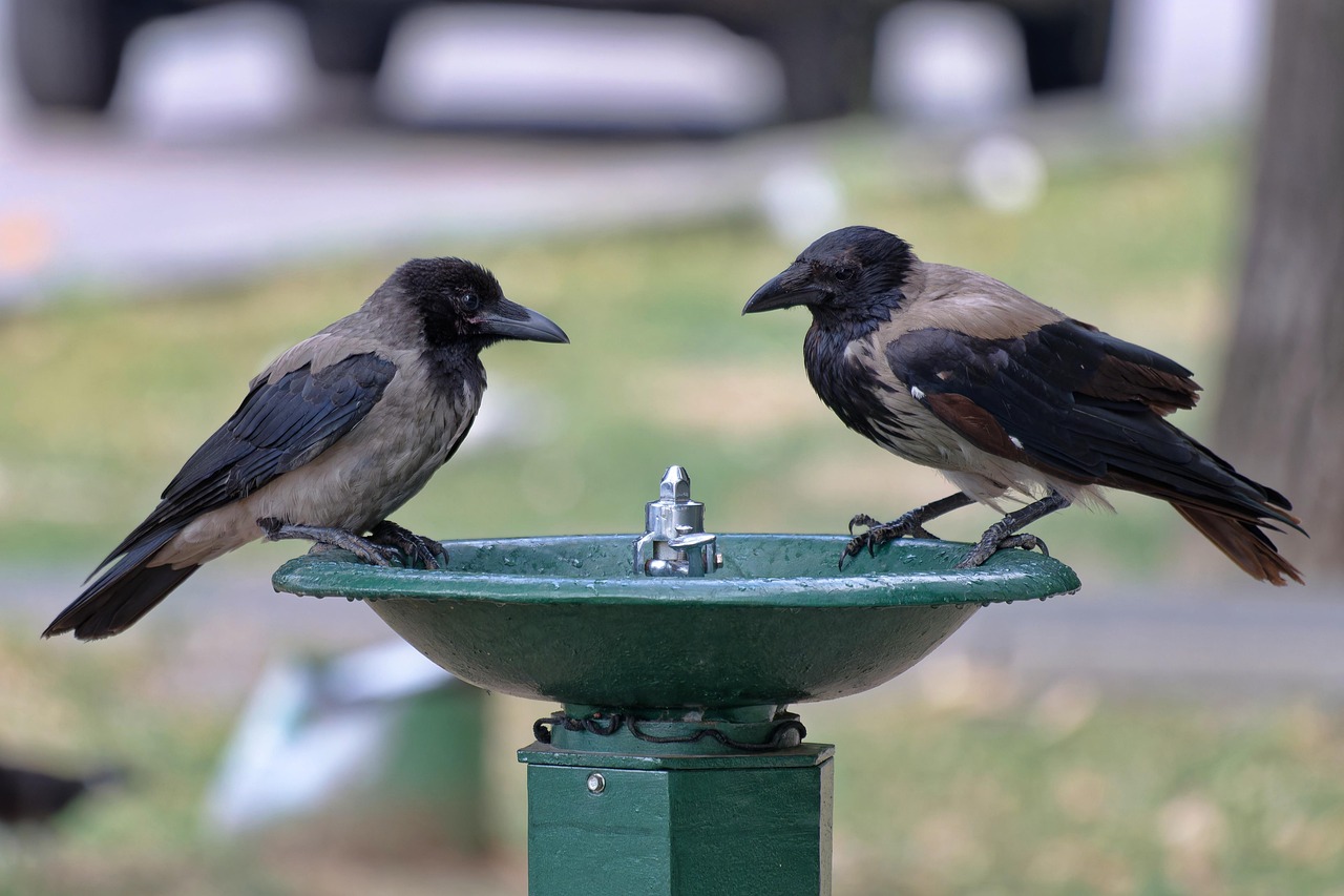Heat The Birds - Free photo on Pixabay - Pixabay