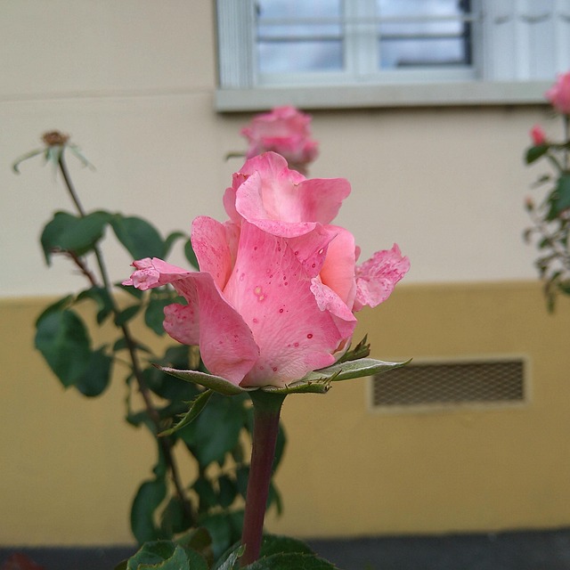Natur Rosa Flora - Kostenloses Foto auf Pixabay - Pixabay