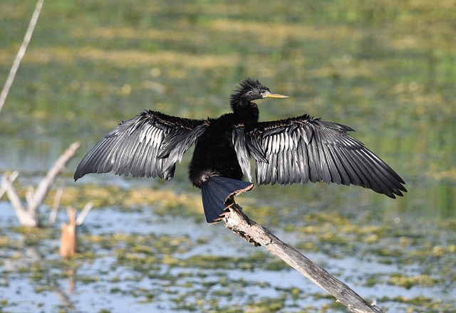 Anhinga Bird Animal - Free photo on Pixabay - Pixabay