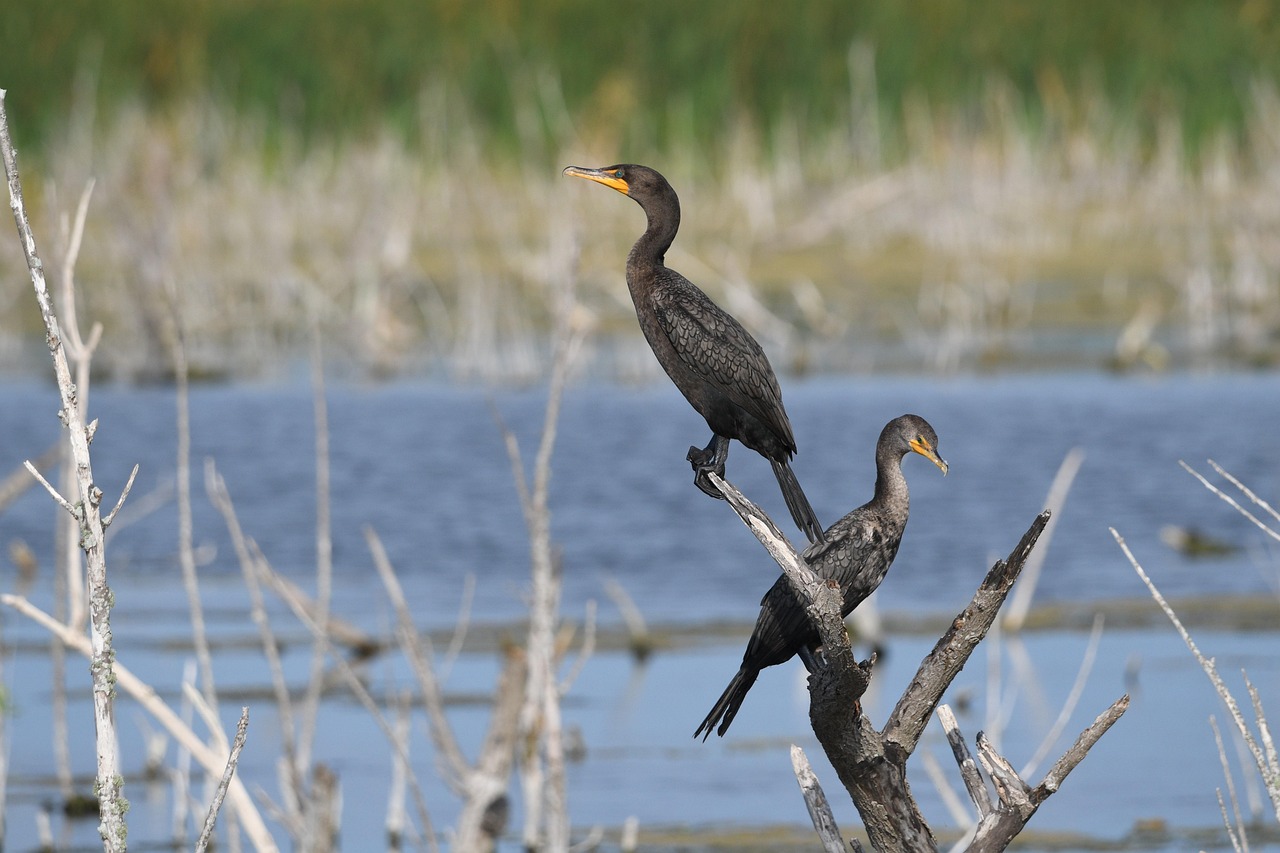 Cormorant Bird Animal - Free photo on Pixabay