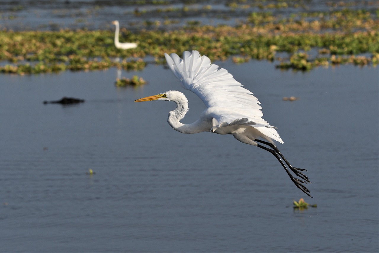 Great Egret Bird - Free photo on Pixabay - Pixabay
