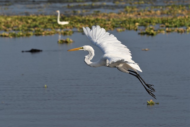 Great Egret Bird - Free photo on Pixabay - Pixabay