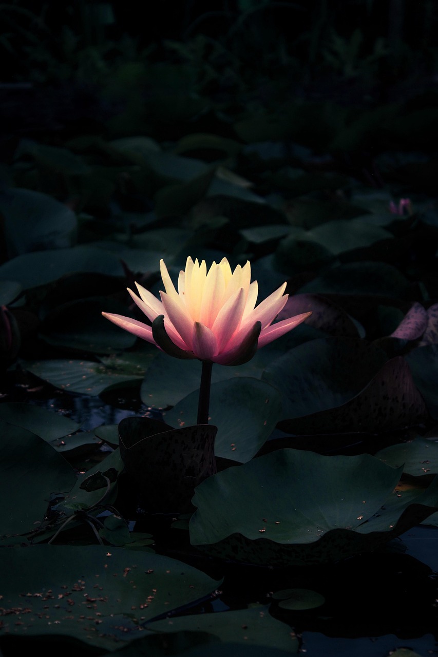Bunga Teratai Nenuphar - Foto gratis di Pixabay - Pixabay