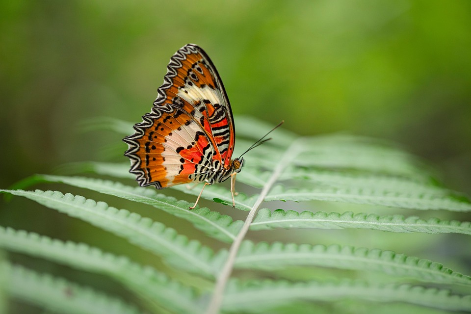 Butterfly Fern Animal - Free photo on Pixabay