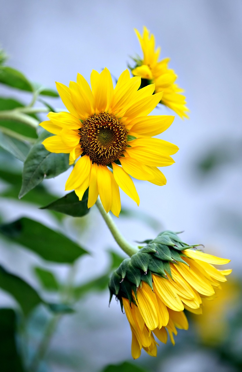 Flowers Sunflowers Petals - Free photo on Pixabay - Pixabay