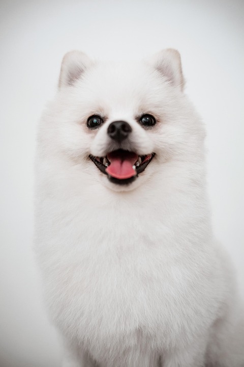Dog Smile Muzzle - Free photo on Pixabay - Pixabay