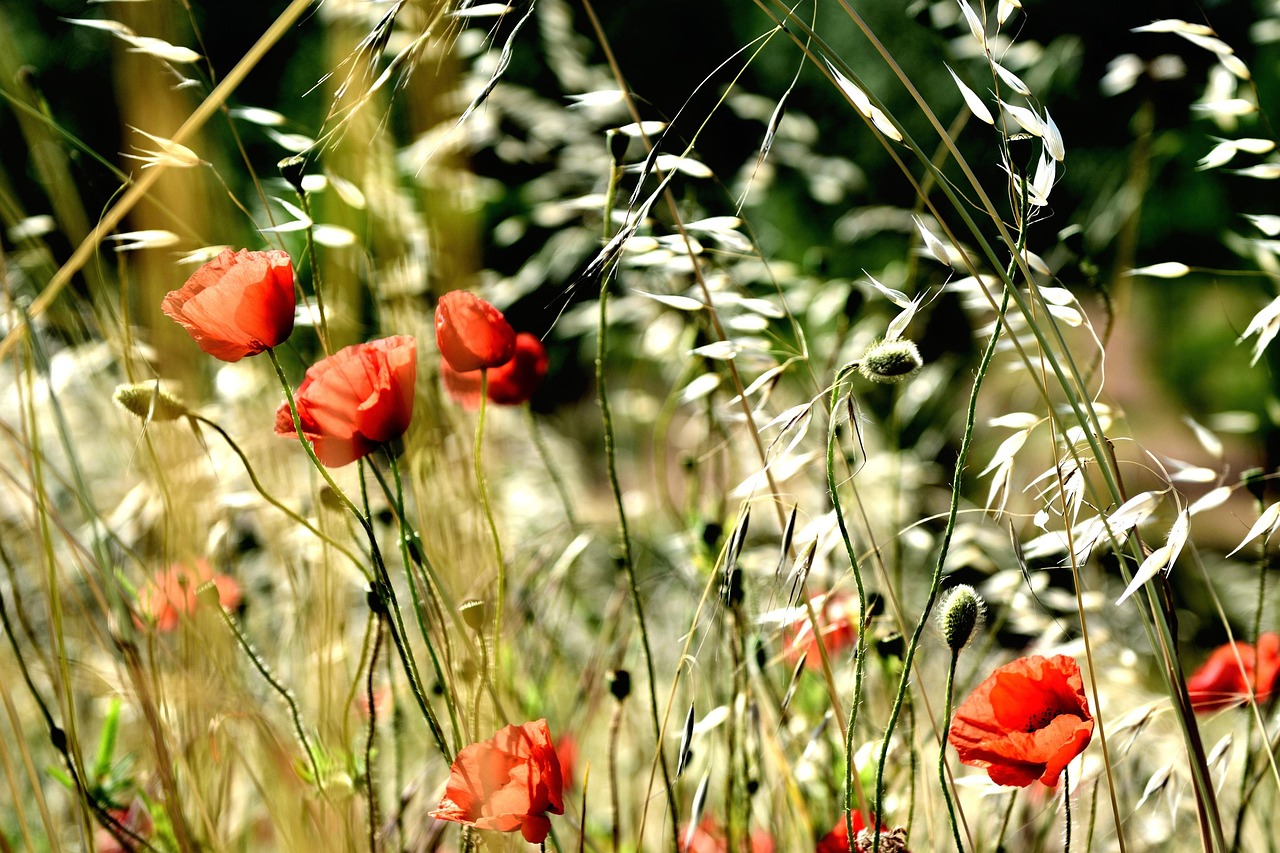 Mohnblumen Blumen Natur - Kostenloses Foto auf Pixabay - Pixabay