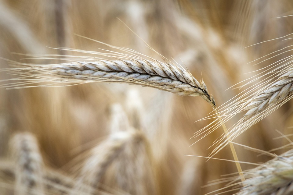 Barley Crop Field - Free photo on Pixabay