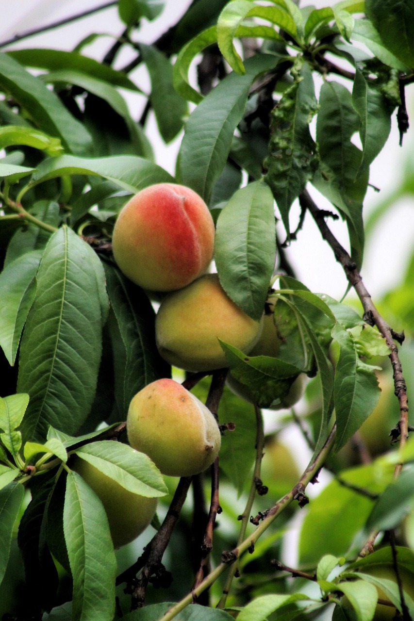 Frutas Cozido Pêssego - Foto gratuita no Pixabay