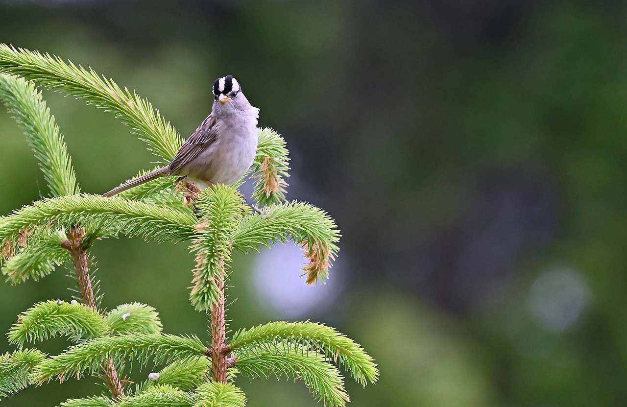 Bird Perched White Crowned Sparrow - Free photo on Pixabay