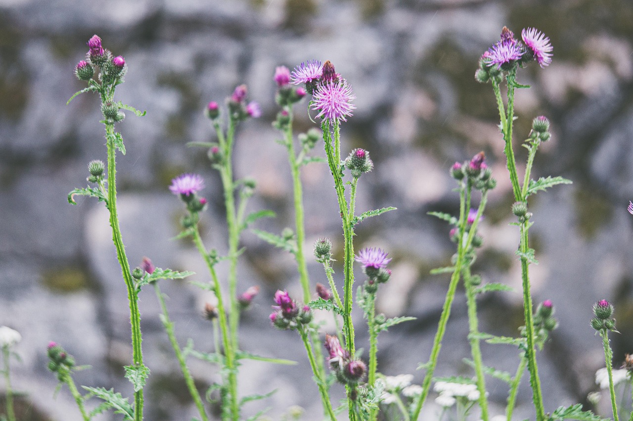 Thistles Plants Bloom - Free photo on Pixabay - Pixabay