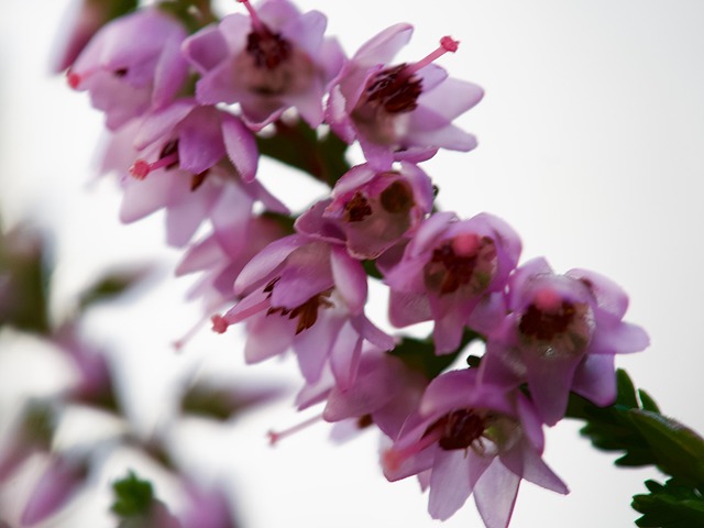 Bunga Heather Ungu Penyembah - Gambar gratis di Pixabay - Pixabay
