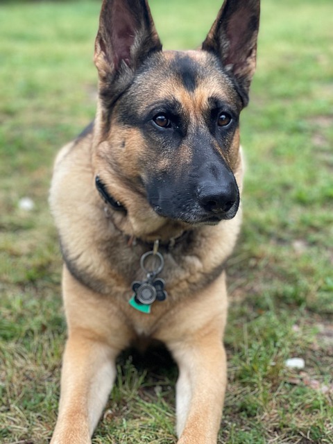 Chien Canin Berger Allemand - Photo gratuite sur Pixabay - Pixabay