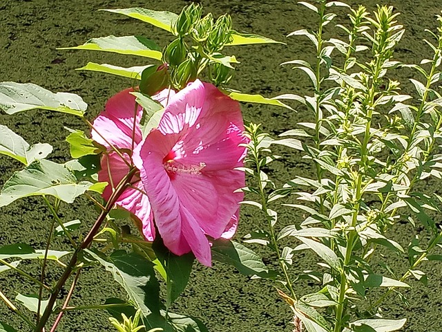 Hibiscus Kukka Luonne - Ilmainen valokuva Pixabayssa - Pixabay