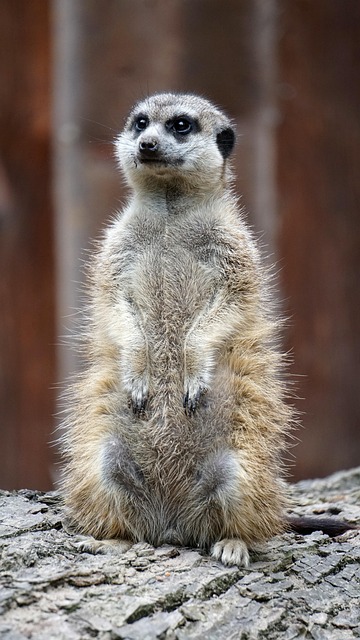 Suricate Vigilant Fais Attention - Photo gratuite sur Pixabay - Pixabay