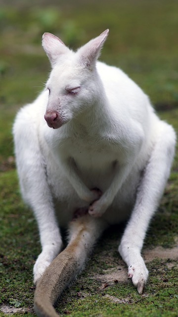 Canguru Albino Marsupial - Foto gratuita no Pixabay - Pixabay