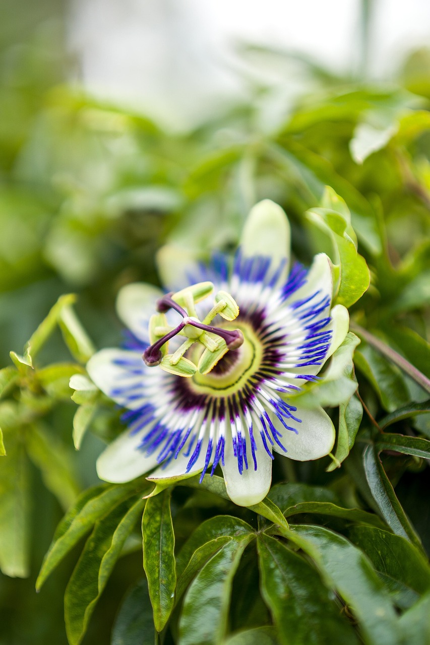 Fleur De La Passion Nature - Photo gratuite sur Pixabay - Pixabay