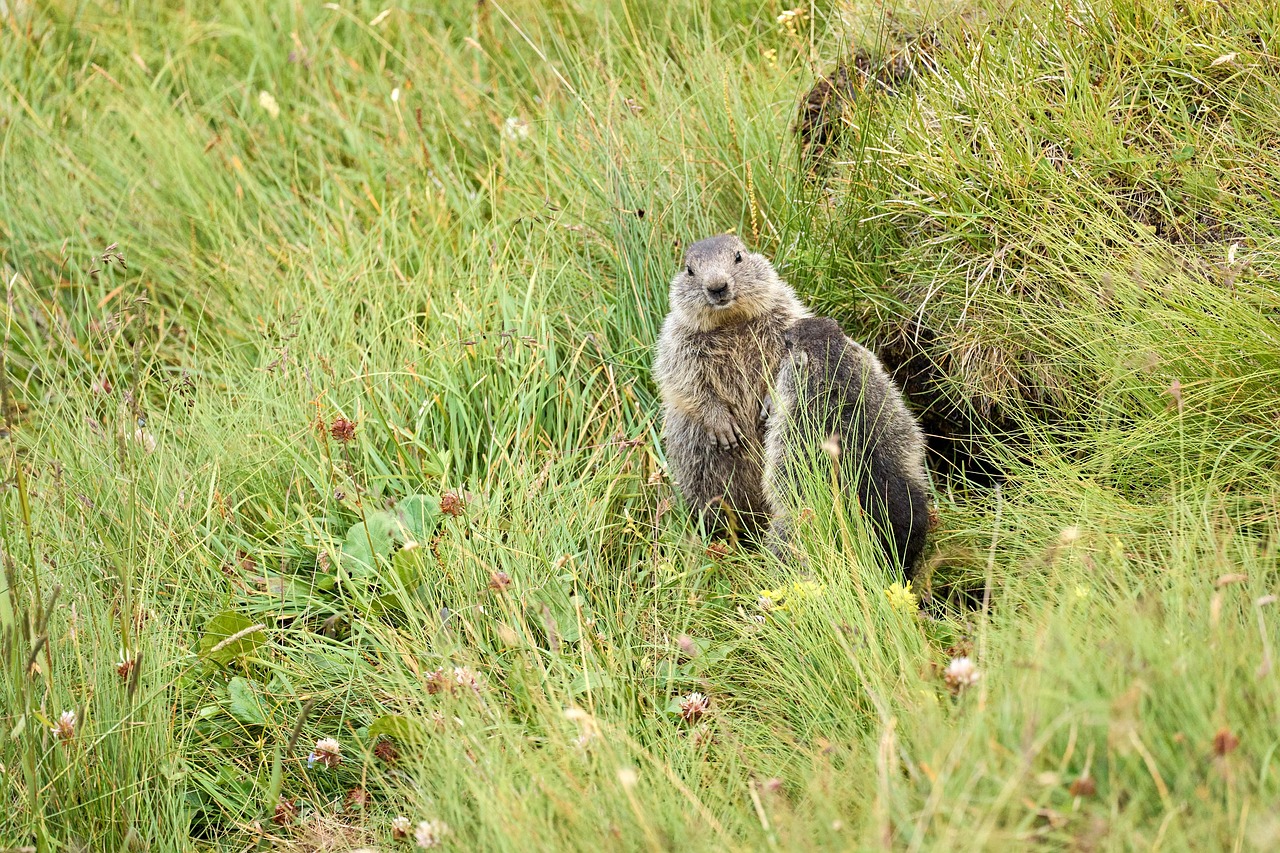 Animal Marmot Mammal - Free photo on Pixabay - Pixabay