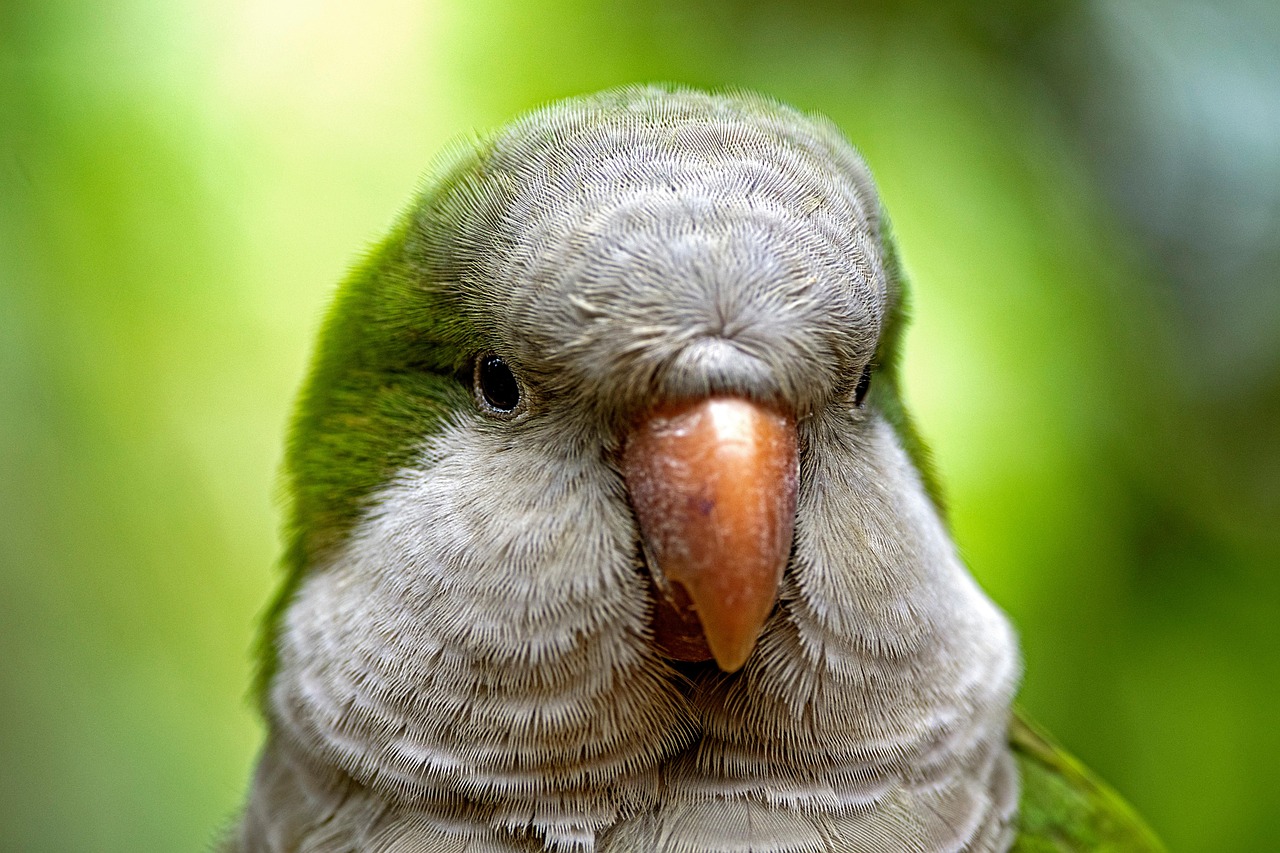 Bird Parrot Animal - Free photo on Pixabay