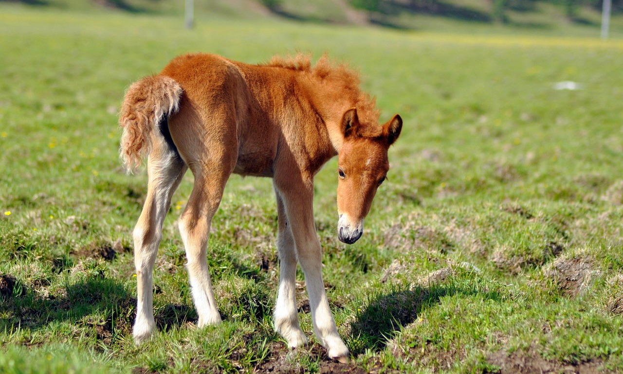 Cavalo Potro 14.335 Potros Stock Photos, High Res Pictures, And Images