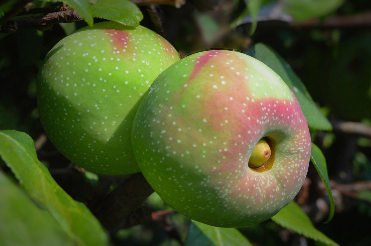 Ornamental Quince Fruits Shrub - Free photo on Pixabay - Pixabay