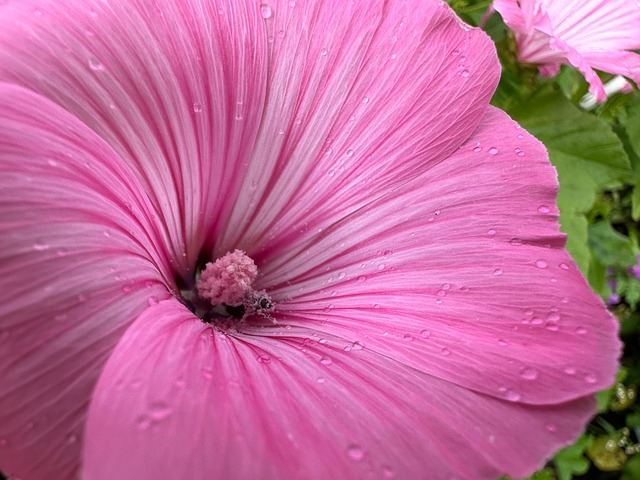 Mauve Fleur Fleurir - Photo gratuite sur Pixabay - Pixabay