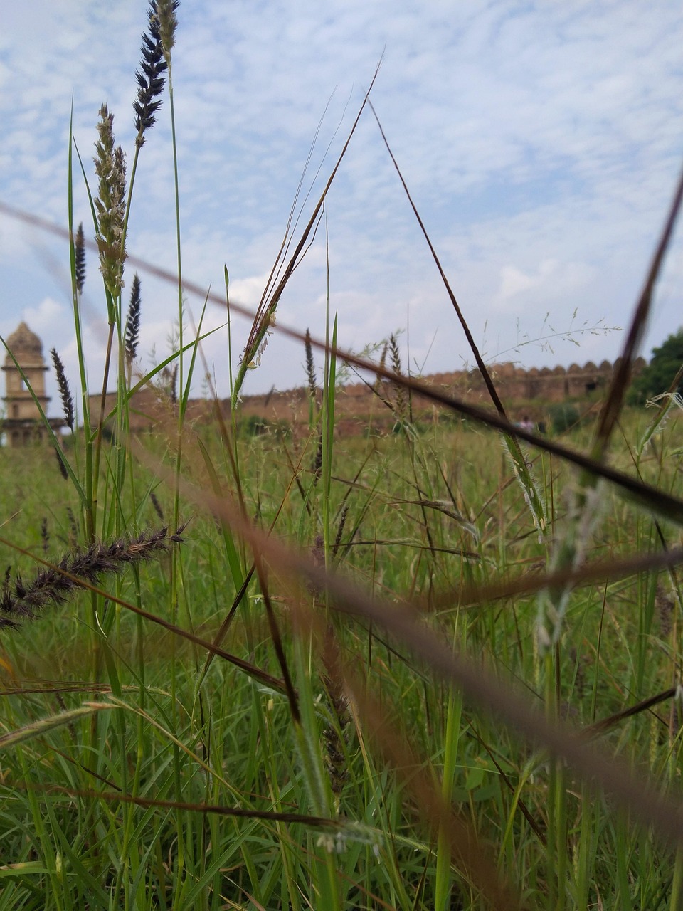 Rumput Hijau Alam Langit Ai - Foto gratis di Pixabay - Pixabay