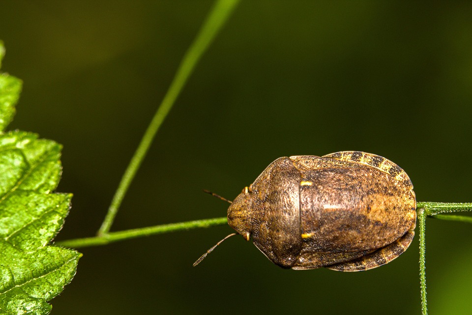Stink Bug Insect - Free photo on Pixabay