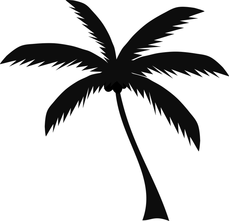 Download Coconut Coconut Tree Palm Tree Royalty Free Stock Illustration Image Pixabay