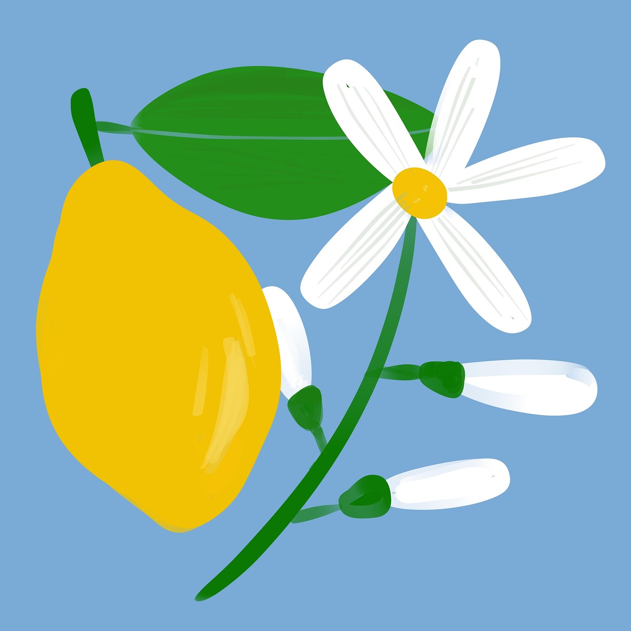 Citron Floraison Bourgeon - Photo gratuite sur Pixabay - Pixabay