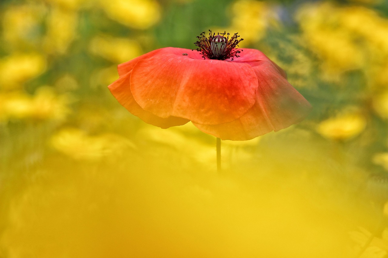 Mohn Blume Romantisch - Kostenloses Foto auf Pixabay - Pixabay