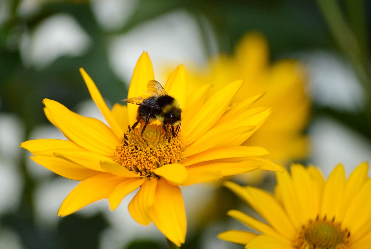 Bumblebee Bee Insect - Free photo on Pixabay