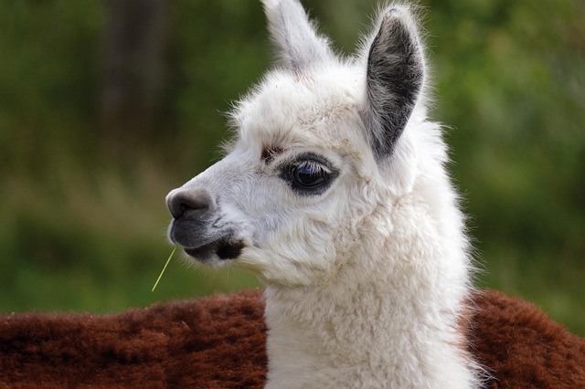 Lama Alpaka Säugetier - Kostenloses Foto auf Pixabay