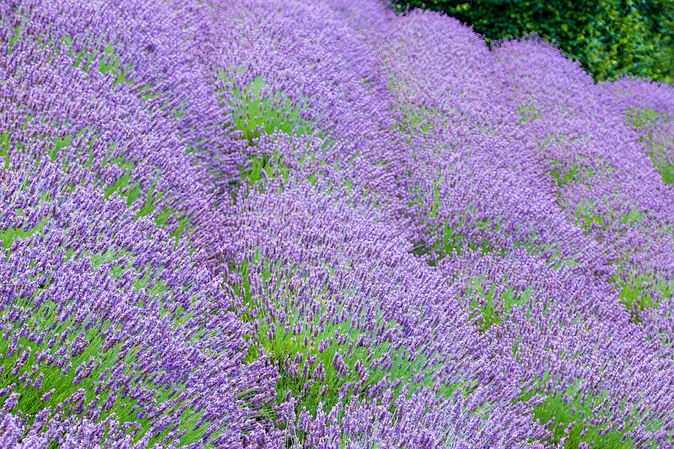 Lavanda Flores Campo - Foto gratis en Pixabay - Pixabay