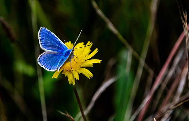 Blue Butterfly Flower - Free photo on Pixabay
