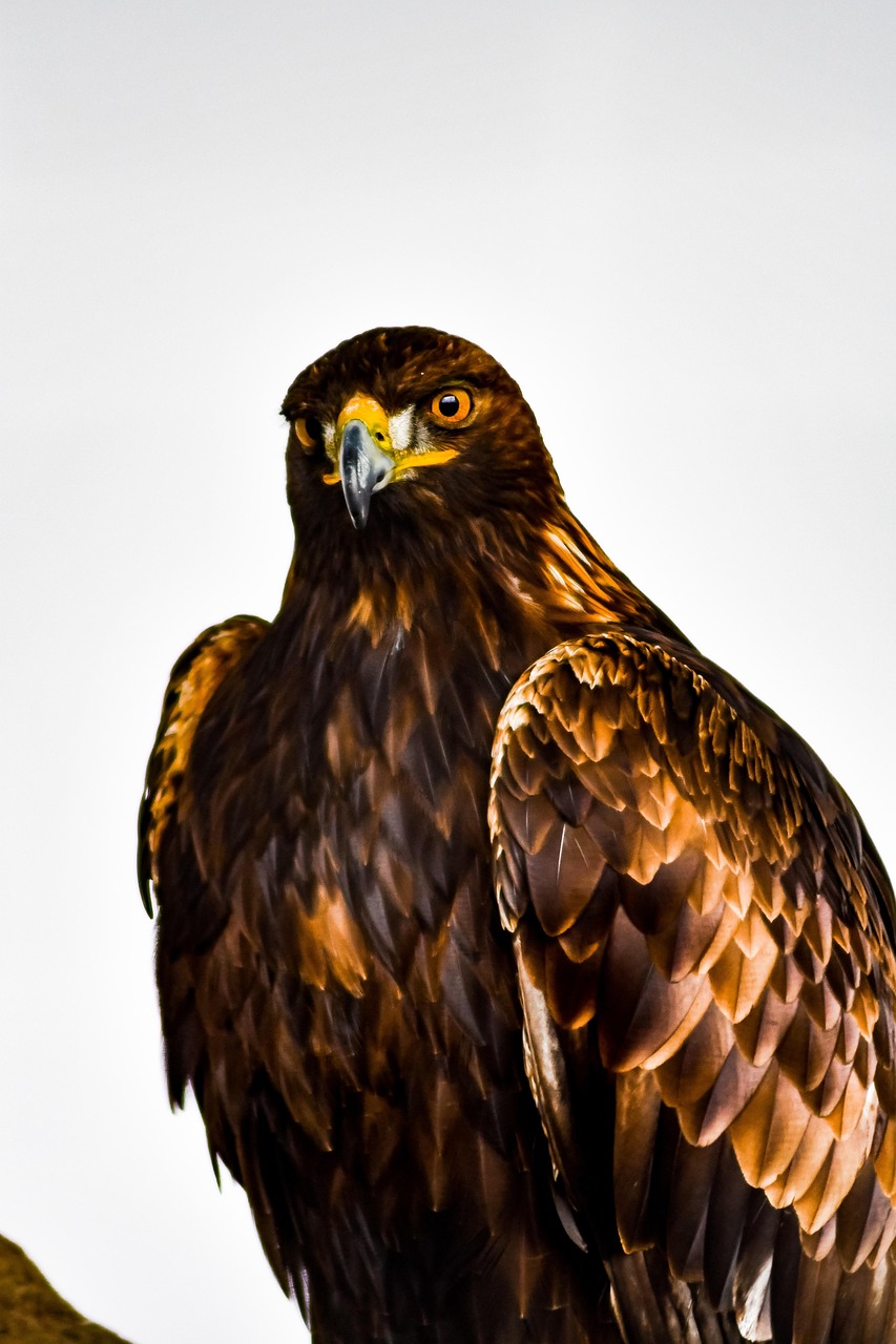 Golden Eagle Bird - Free photo on Pixabay