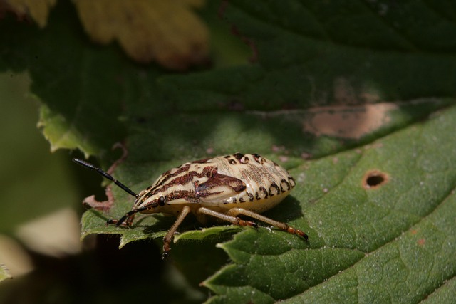 Bug Insect Leaf - Free photo on Pixabay - Pixabay