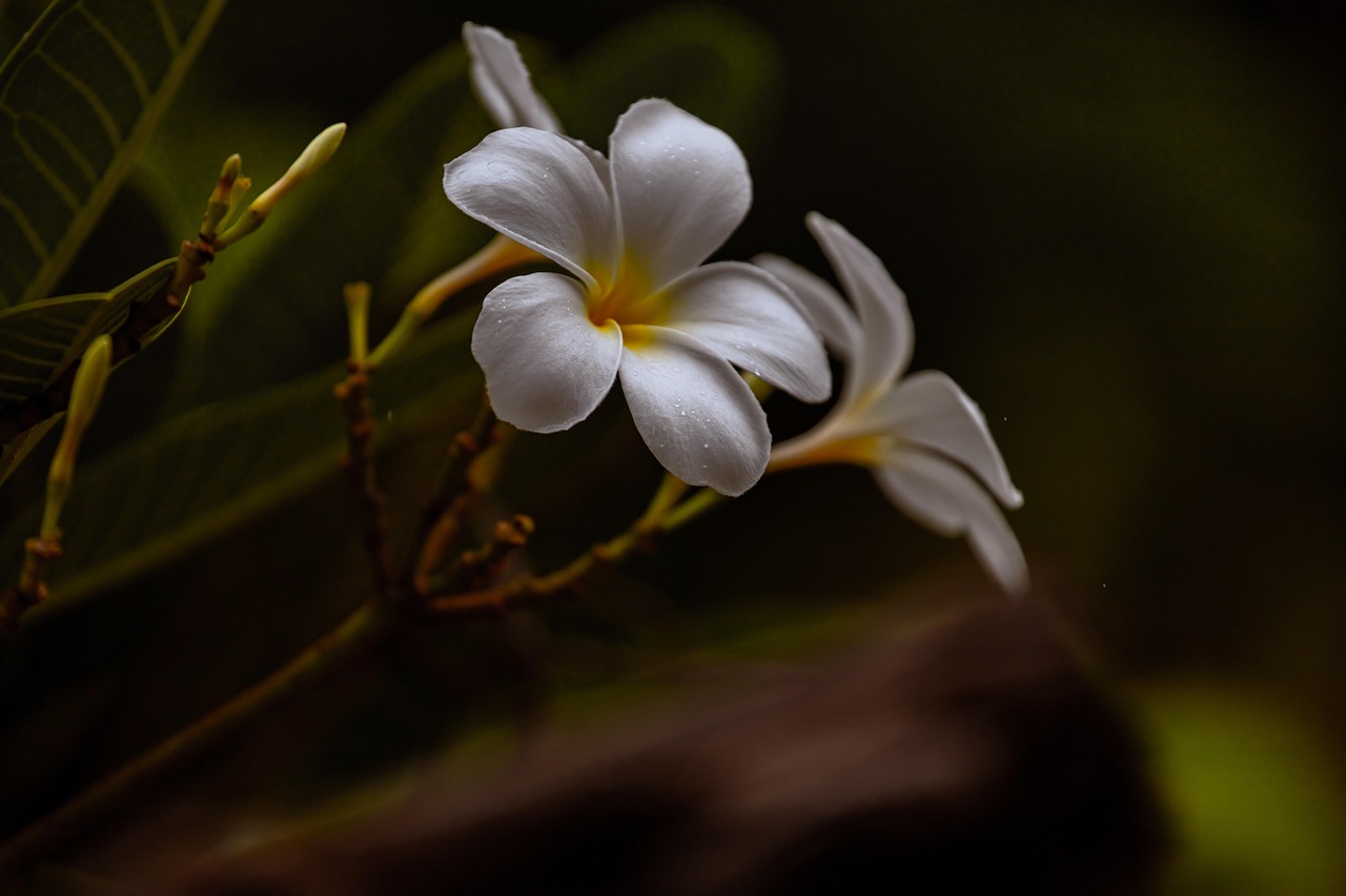 Bunga Frangipani Tanaman - Foto gratis di Pixabay - Pixabay