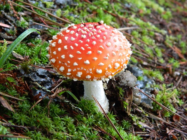 Cogumelo Natureza Planta - Foto gratuita no Pixabay - Pixabay