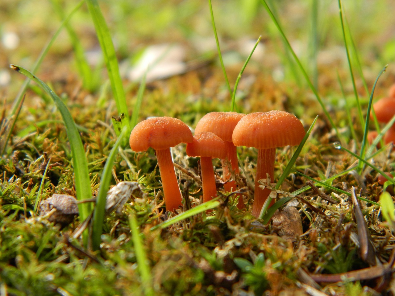 Cogumelos Fungos Natureza - Foto gratuita no Pixabay - Pixabay