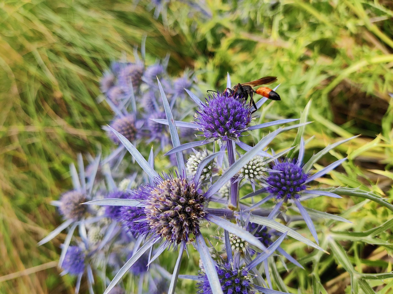 Blue Thistle Blood Bee Fertilize - Free photo on Pixabay - Pixabay