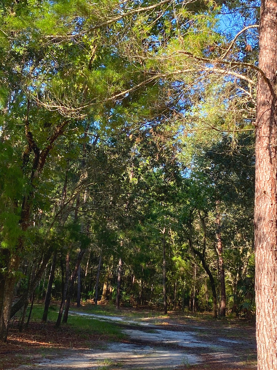 Ride Forest Wood Free Photo On Pixabay Pixabay