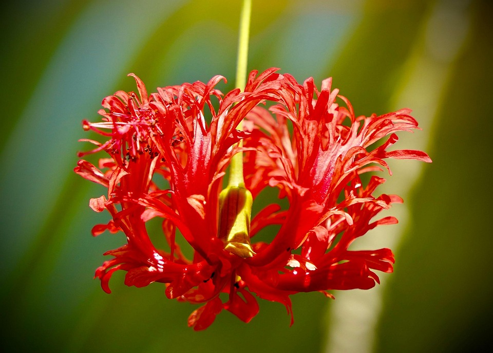 Hibisco Aranha Flor Planta - Foto gratuita no Pixabay - Pixabay