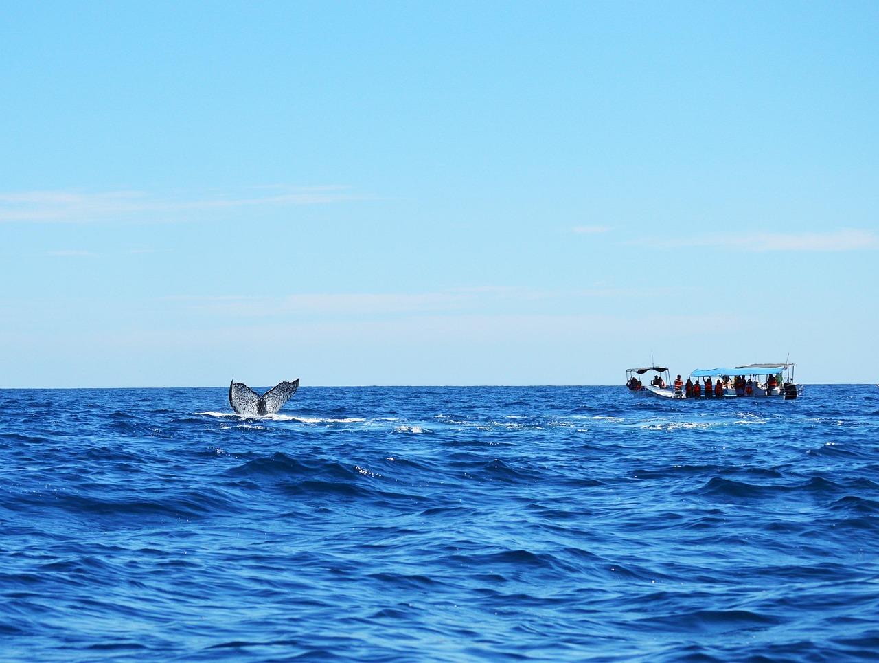 Whale Sea Ocean - Free photo on Pixabay